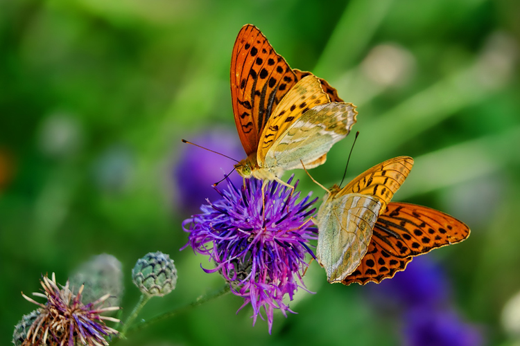 Butterfly World - Explore the Isle of Wight