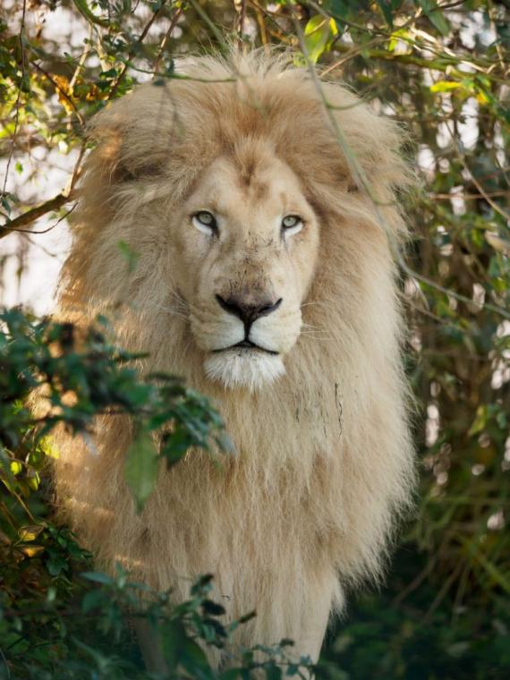 Christmas at Wildheart Animal Sanctuary - Explore the Isle of Wight