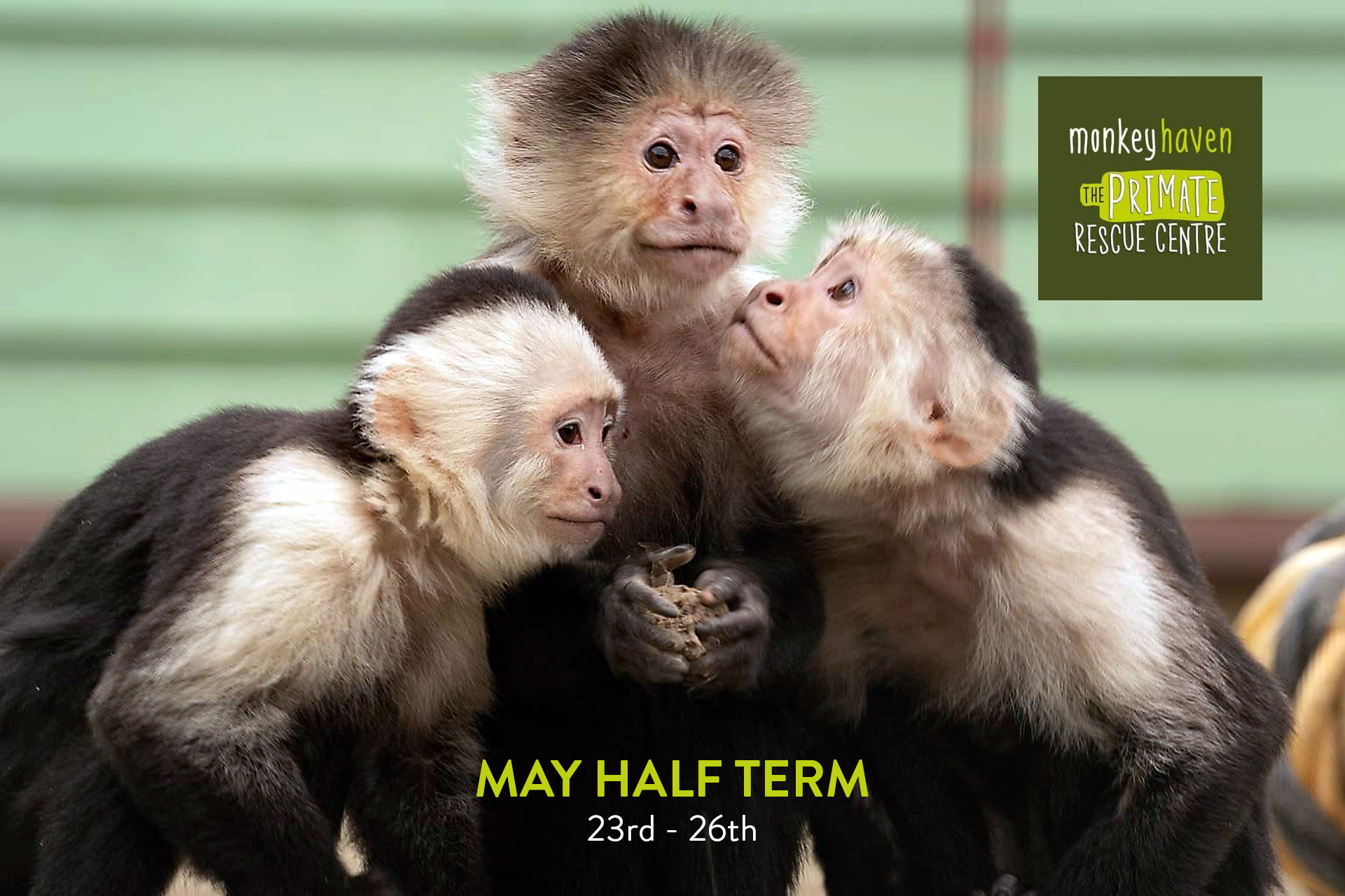 Join Monkey Haven this May Half Term (23rd-26th) as they celebrate ...