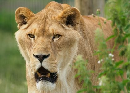 Wildheart Animal Sanctuary - Explore the Isle of Wight