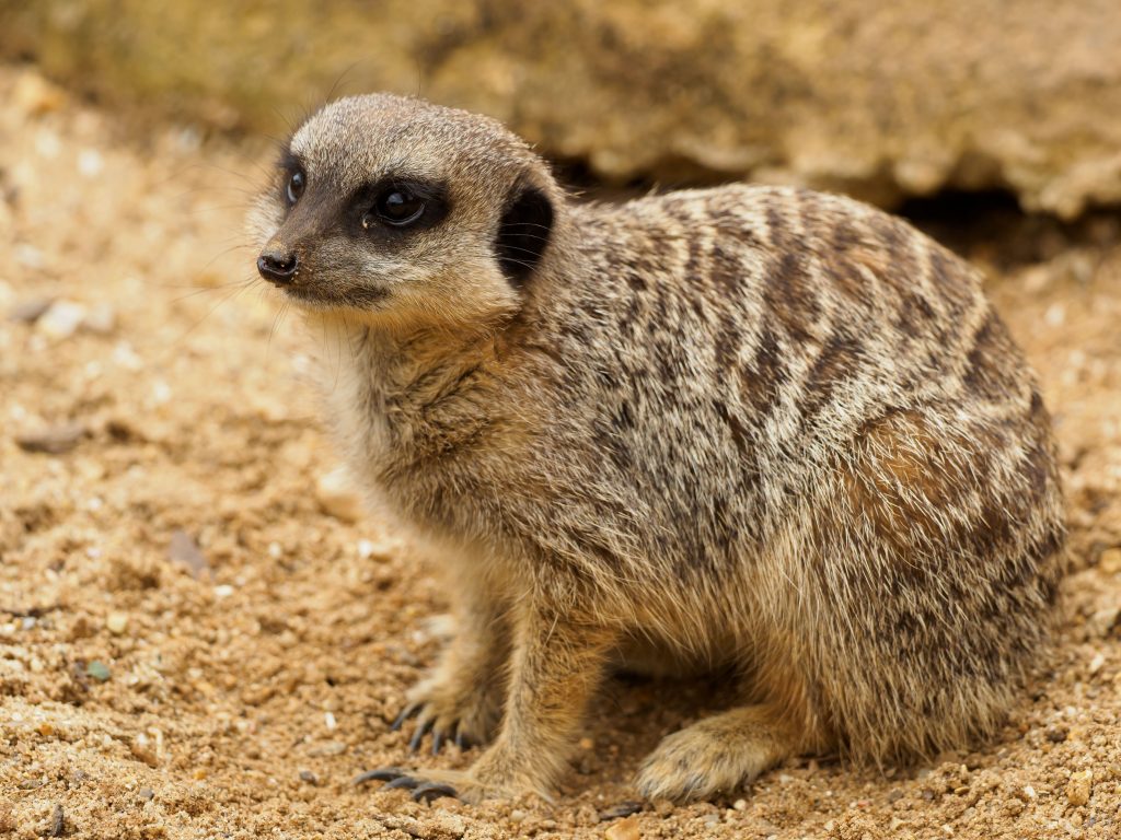 Wildheart Animal Sanctuary - Explore the Isle of Wight