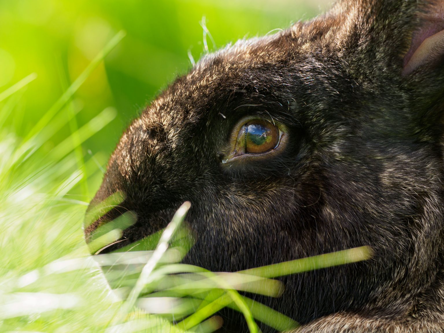 Wildheart Animal Sanctuary - Explore the Isle of Wight