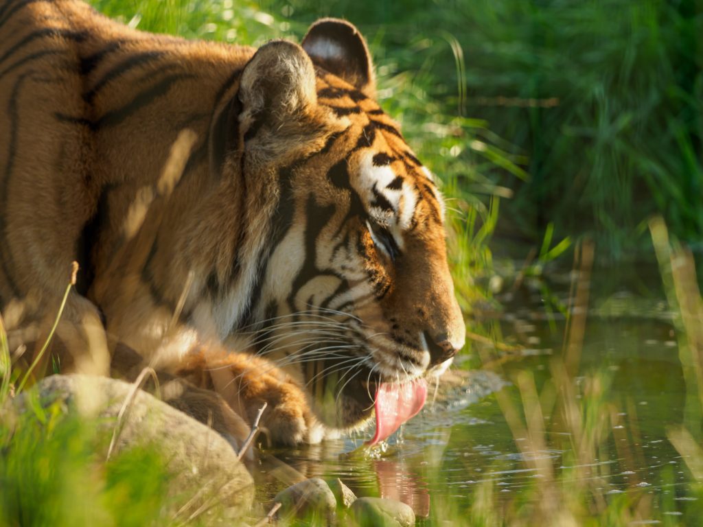 Wildheart Animal Sanctuary - Explore the Isle of Wight
