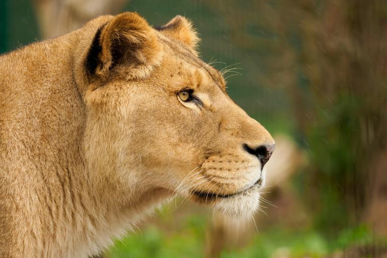Wildheart Animal Sanctuary - Explore the Isle of Wight